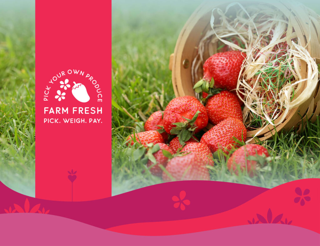 Fun for the whole family at our strawberry farm Fresopolis!