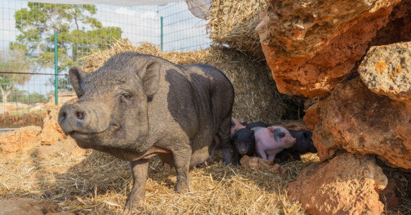 Pigs are among the 10 most intelligent animals in the world